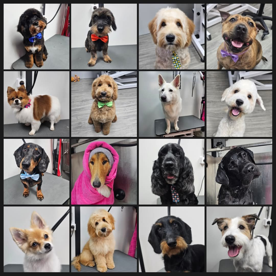 Hondentrimsalon Very Hairy